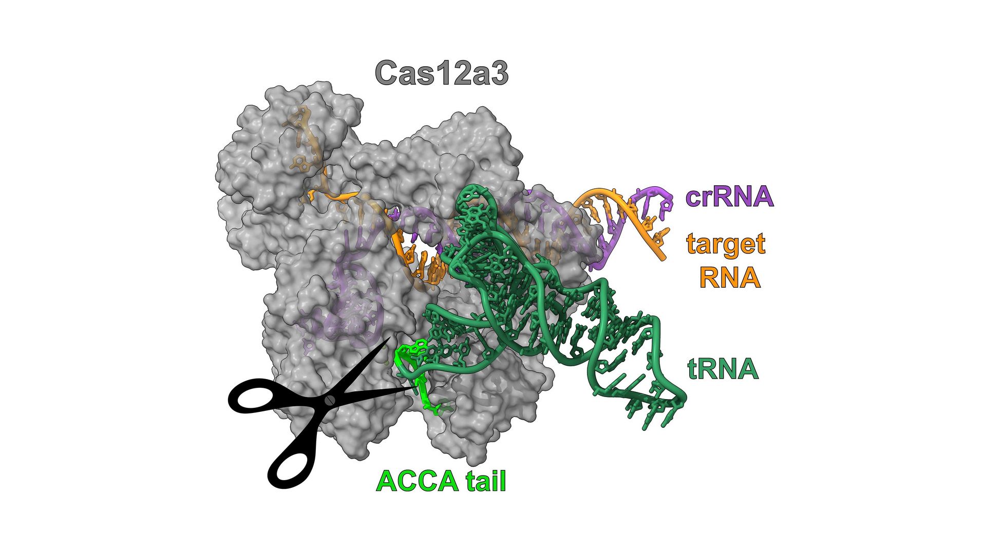 Beyond gene scissors: New CRISPR mechanism discovered | HELMHOLTZ HIRI